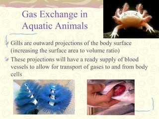 Gas exchange | PPTX