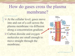 Gas exchange | PPTX