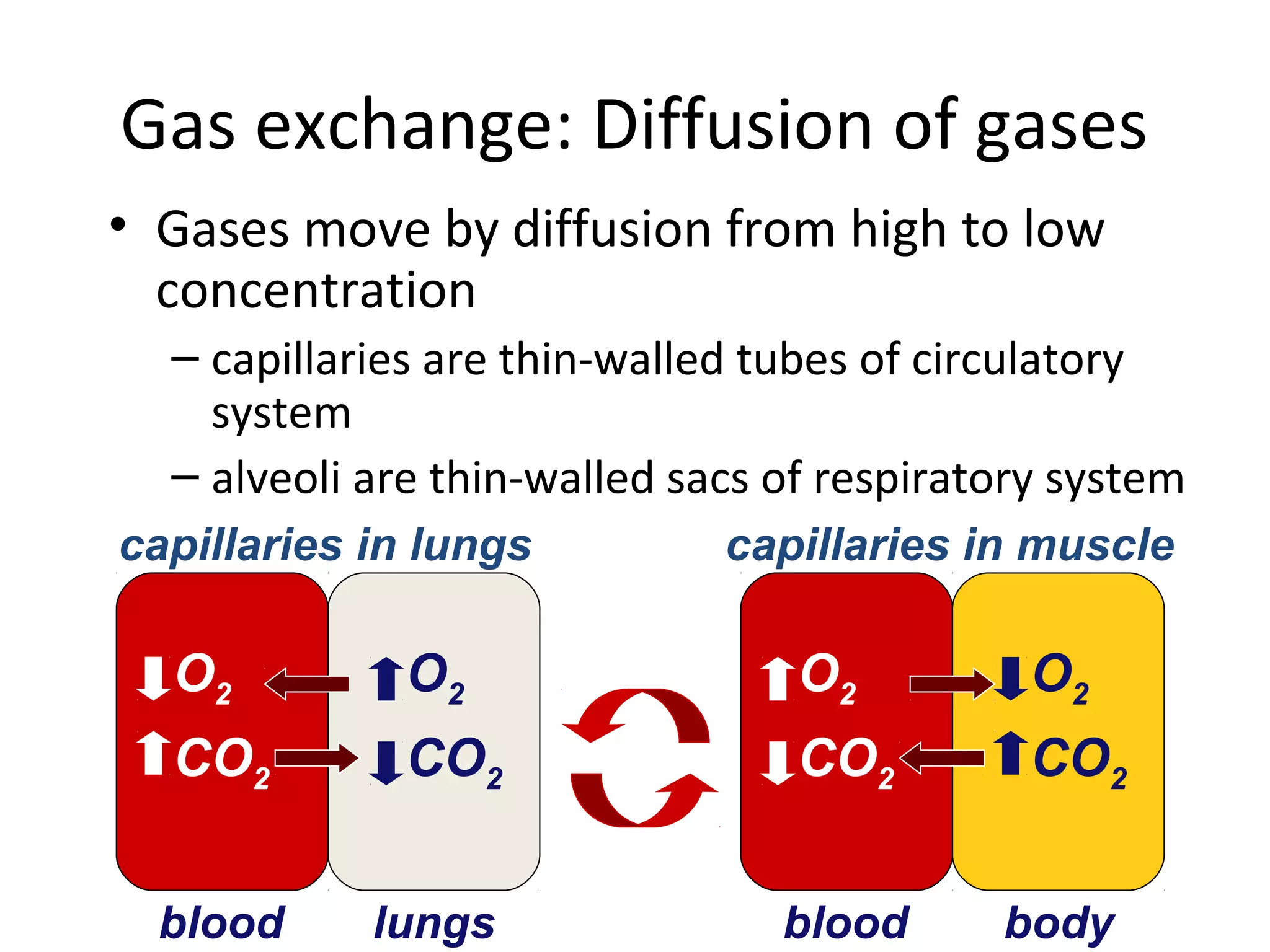 Gas exchange | PPT