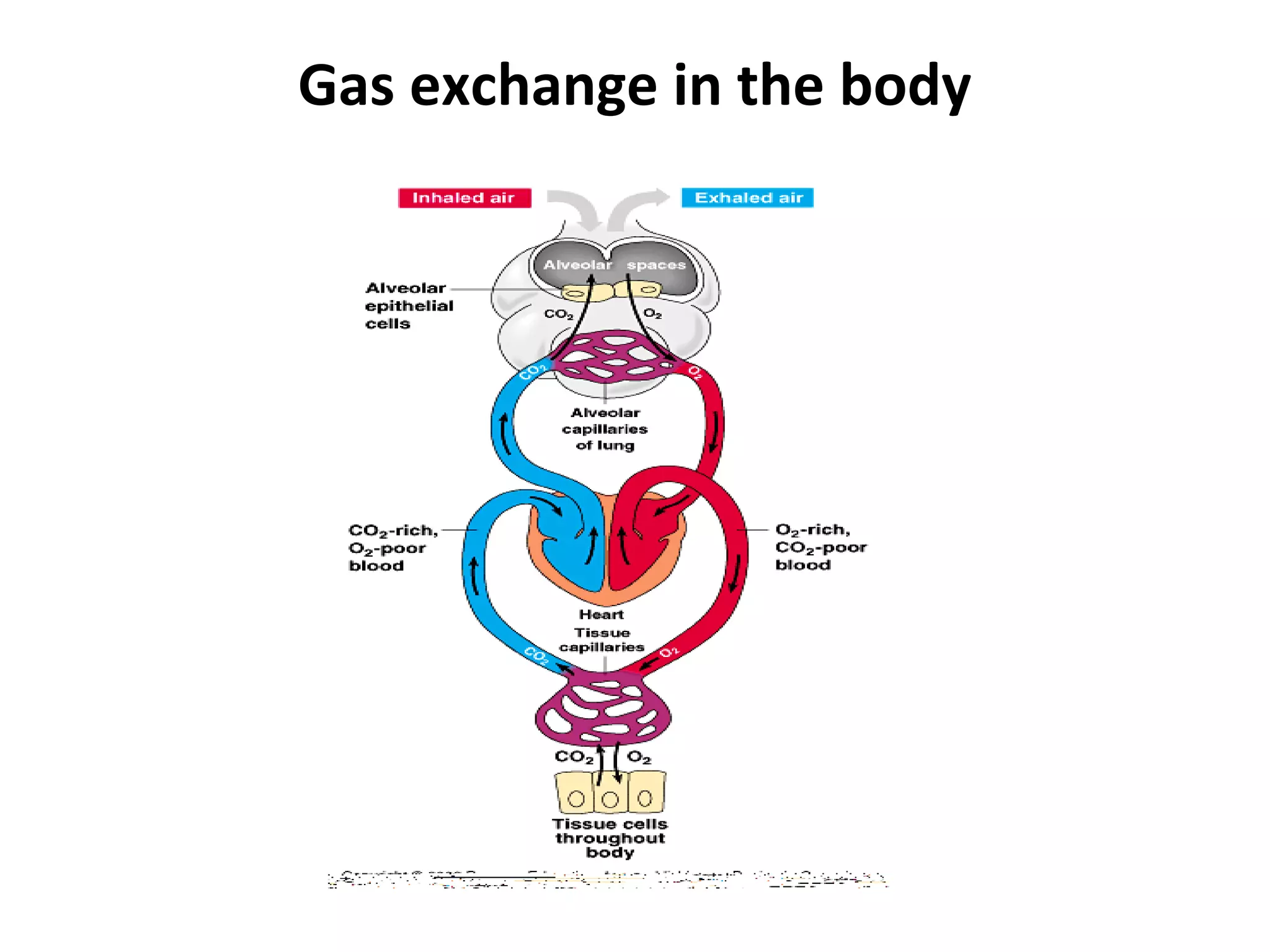 Gas exchange | PPT