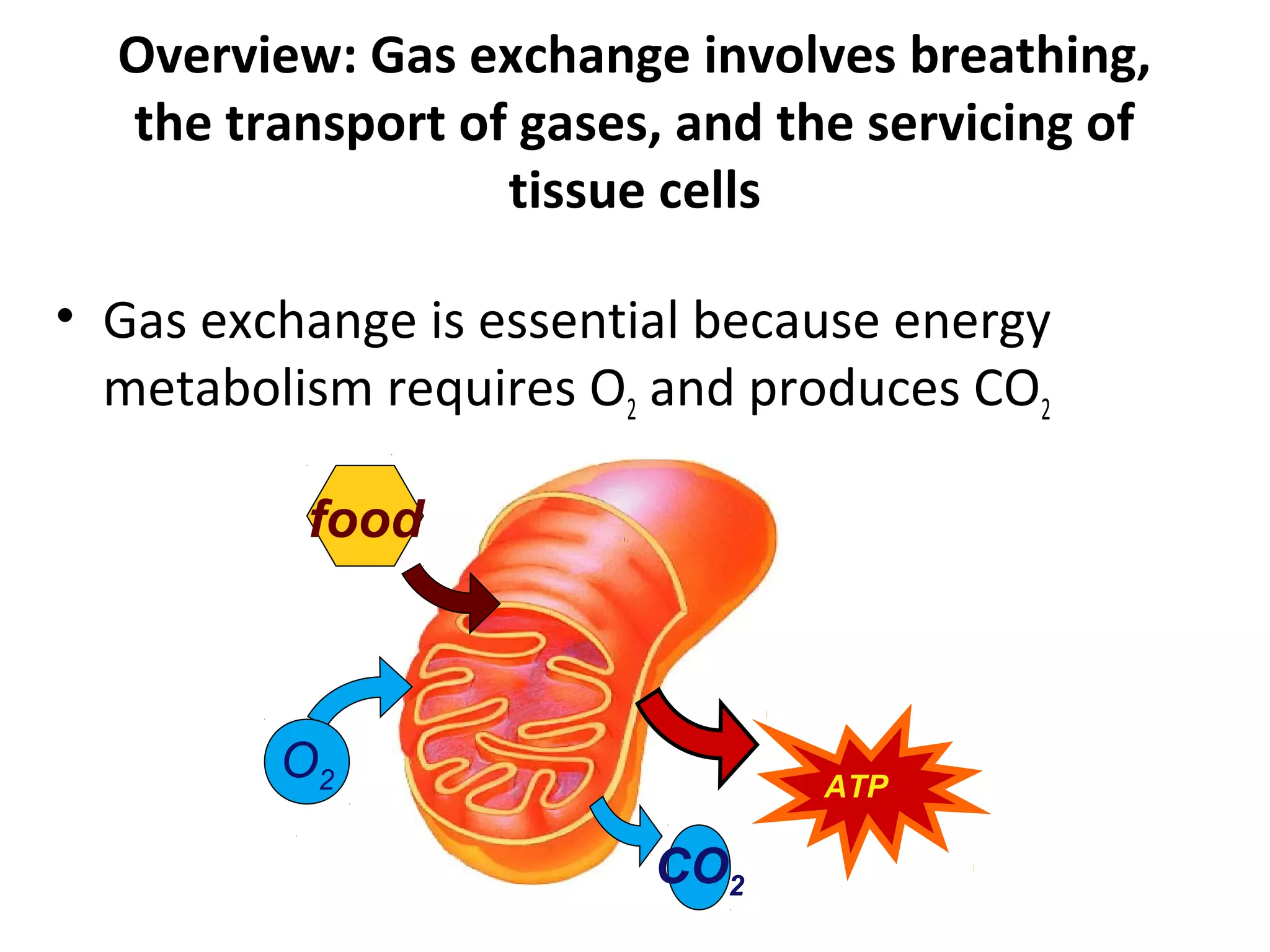Gas exchange | PPT