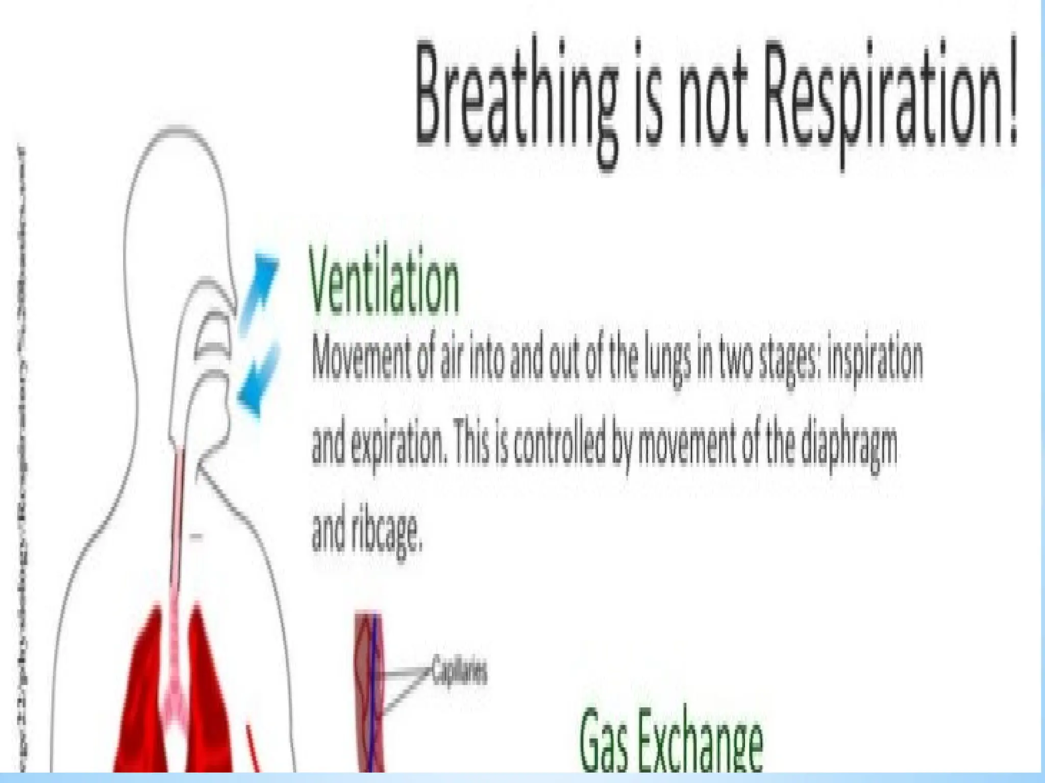 Gas Exchange in Animals (Including Human) | PPTX