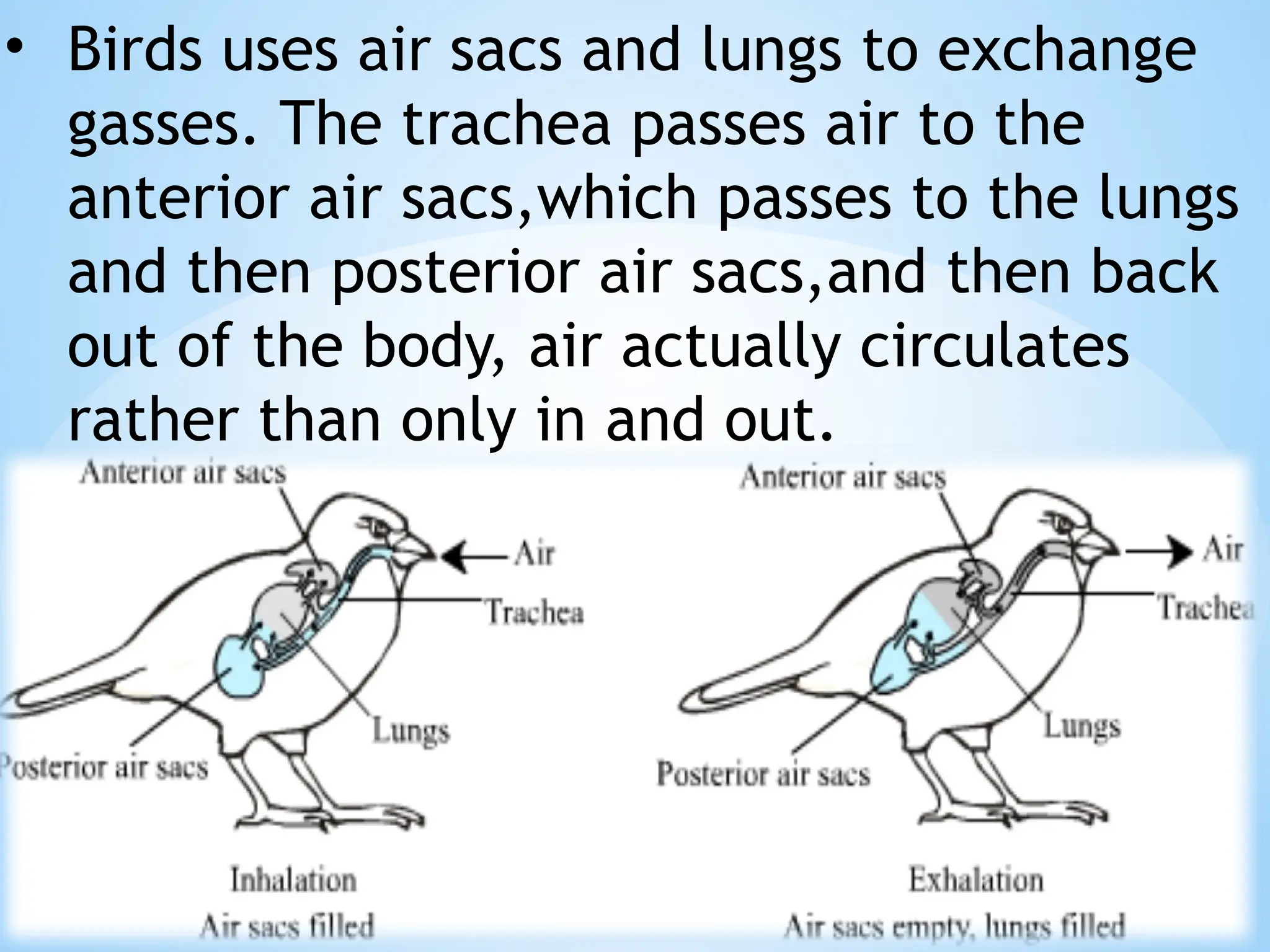 Gas Exchange in Animals (Including Human) | PPTX