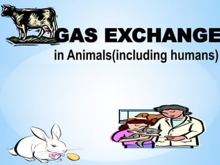Gas Exchange in Animals (Including Human) | PPTX