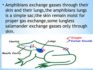 Gas Exchange in Animals (Including Human) | PPTX