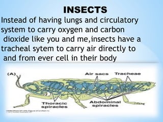 Gas Exchange in Animals (Including Human) | PPTX