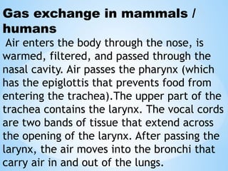 Gas Exchange in Animals (Including Human) | PPTX