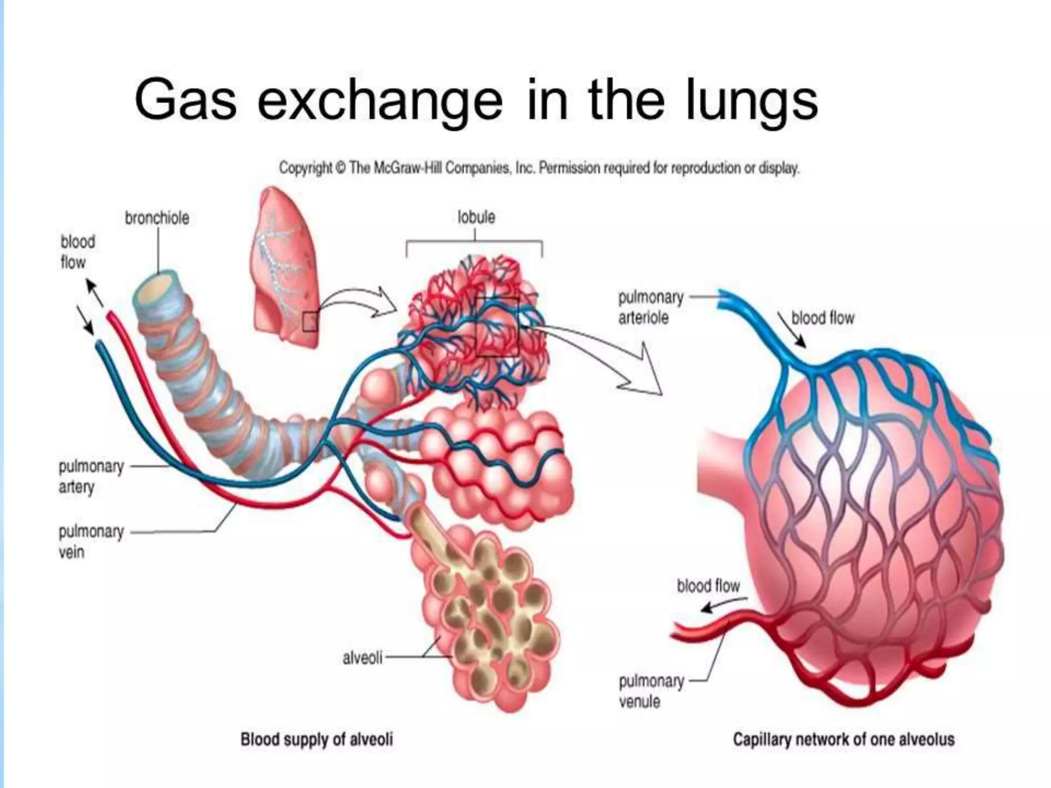 Gas exchange in animal | PPTX