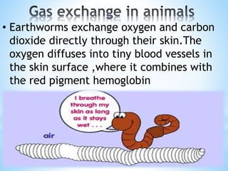 Gas exchange in animal | PPTX