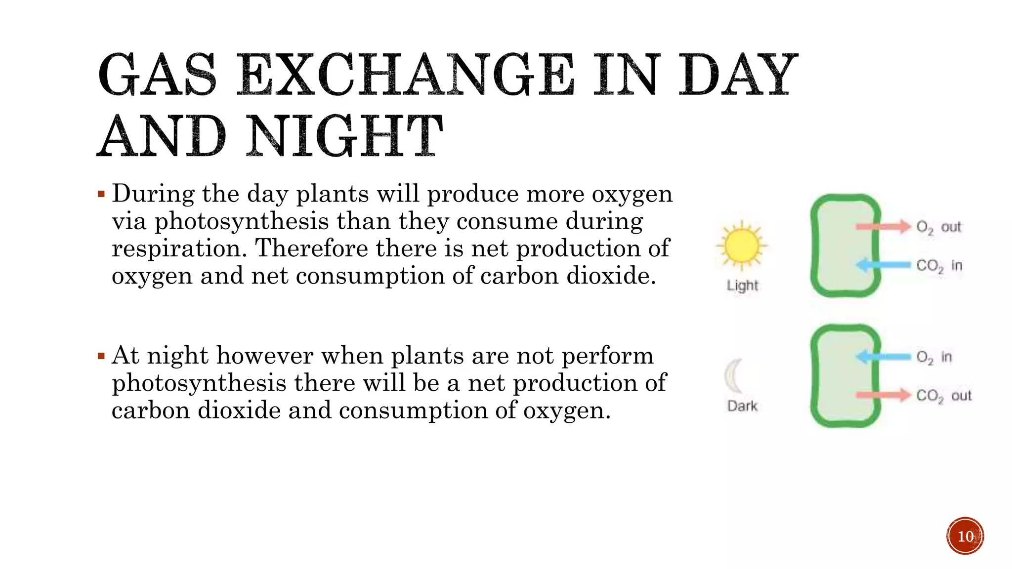 Gases Exchange in Plants | PPTX