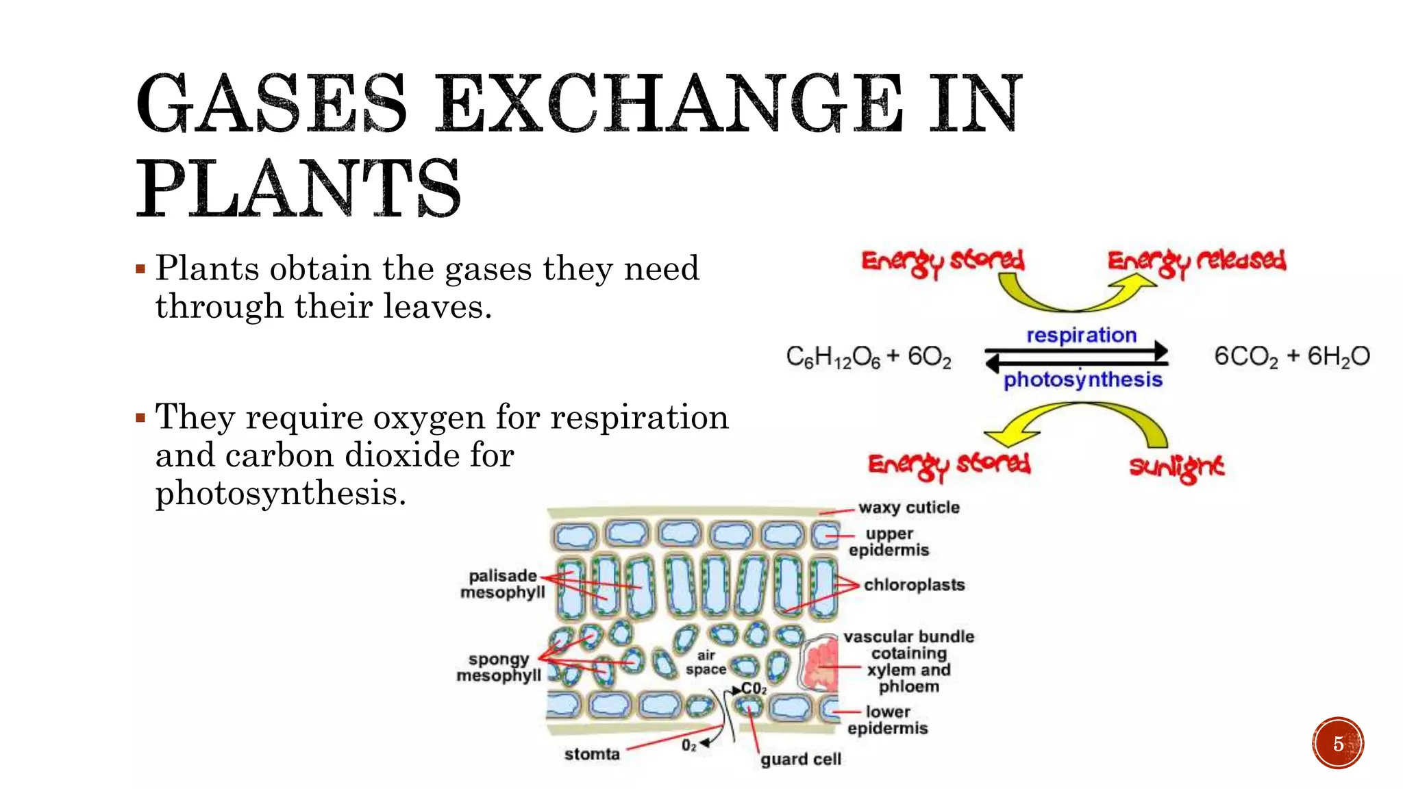 Gases Exchange in Plants | PPTX