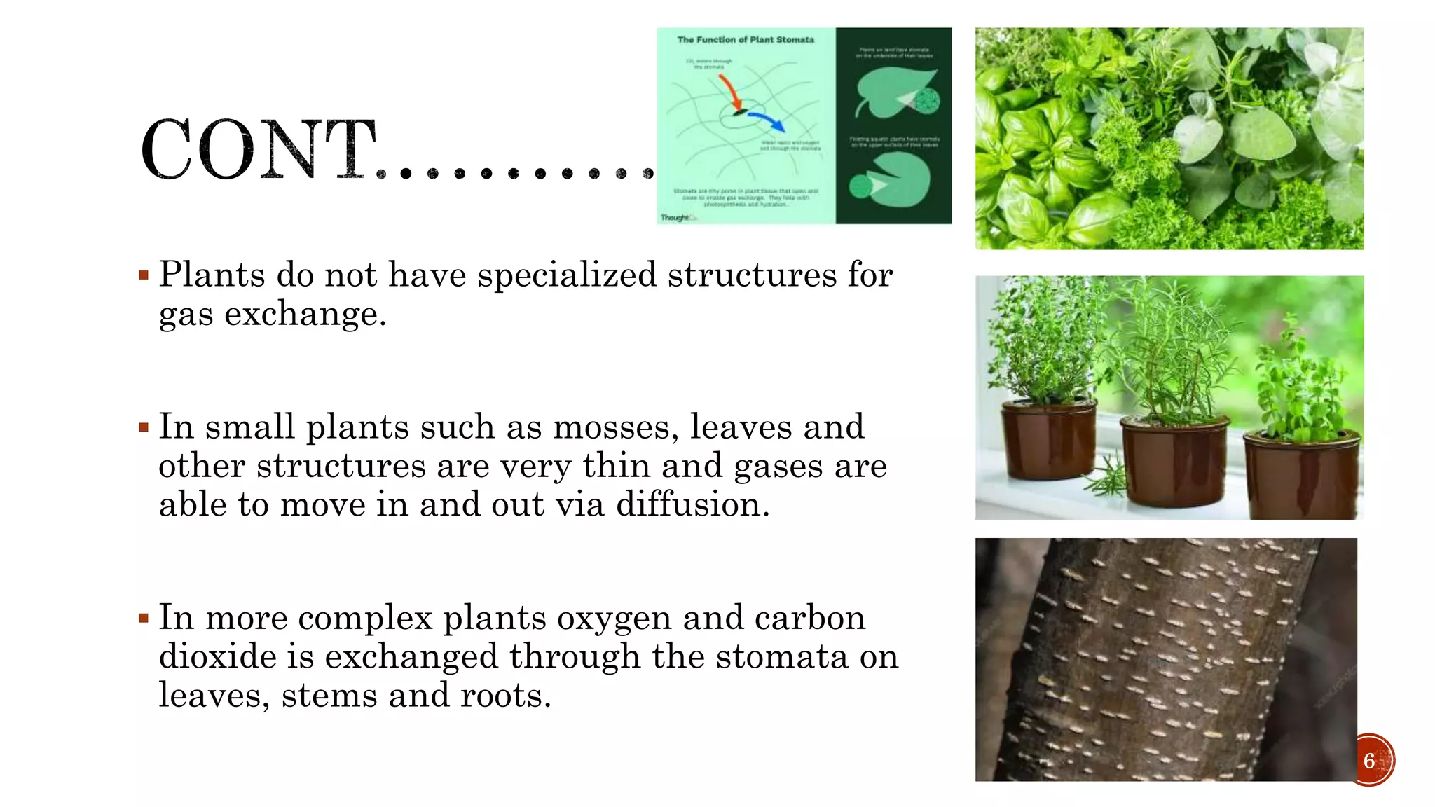 Gases Exchange in Plants | PPTX