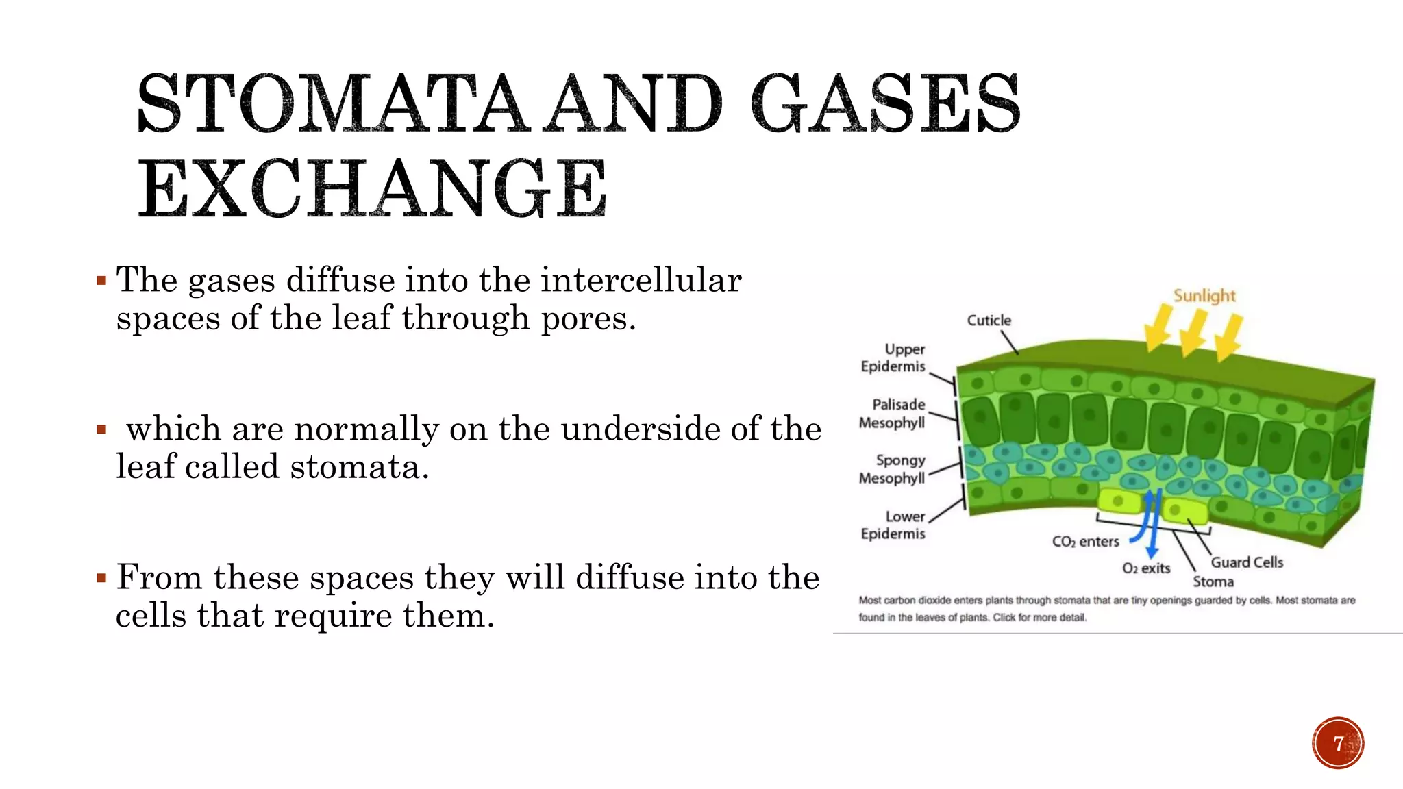 Gases Exchange in Plants | PPTX