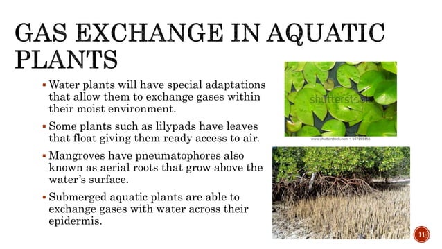 Gases Exchange in Plants | PPTX