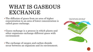 Gases Exchange in Plants | PPTX