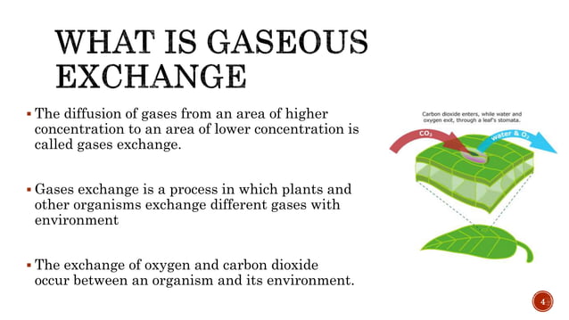 Gases Exchange in Plants | PPTX