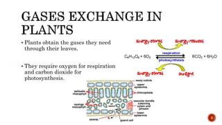 Gases Exchange in Plants | PPTX