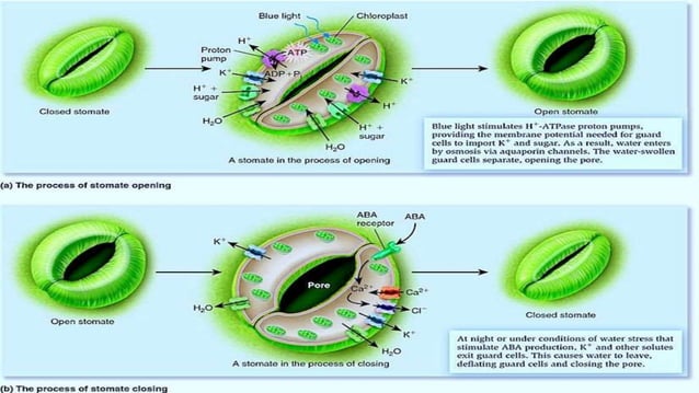 Gases Exchange in Plants | PPTX