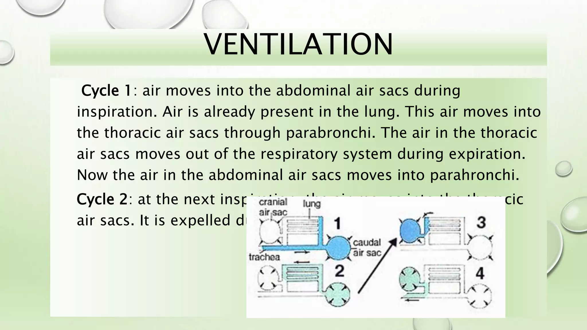 Gas exchange | PPT
