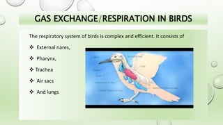 Gas exchange | PPTX