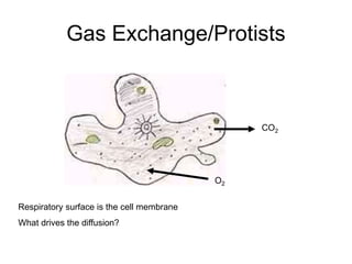 Gas_Exchange.ppt