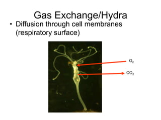 Gas_Exchange.ppt