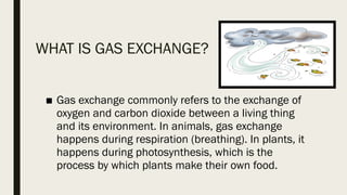 GAS EXCHANGE. earth and life subject. pptx | PPTX