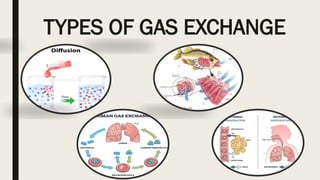 GAS EXCHANGE. earth and life subject. pptx | PPTX