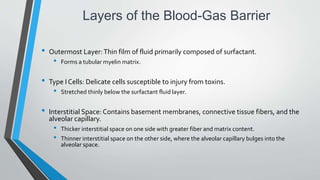 Gas Exchange and the Blood-Gas Barrier in the (1).pptx