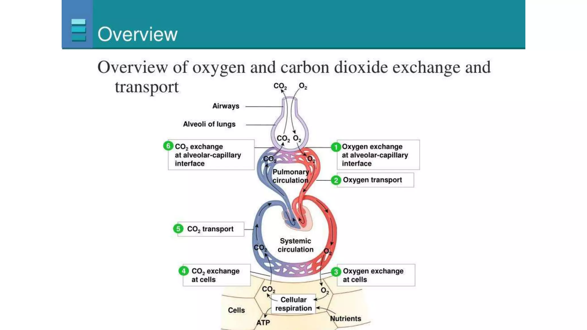Gas Exchange and Transport from Respiratory Tract to (1).pptx
