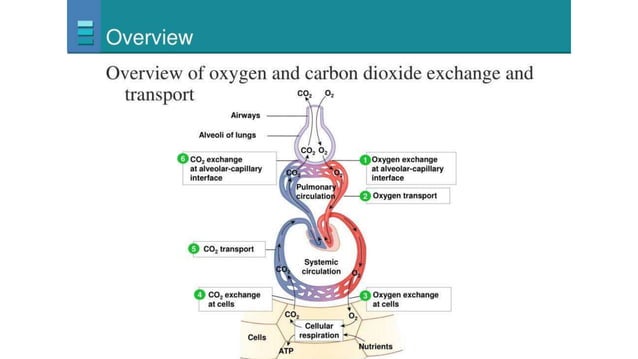 Gas Exchange and Transport from Respiratory Tract to (1).pptx
