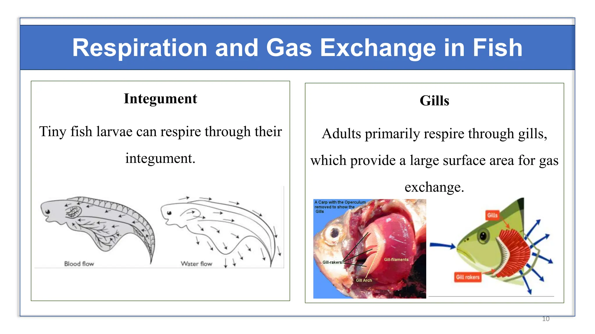 Gas Exchange Concept, Excretion and Osmoregulation in Fish and ...