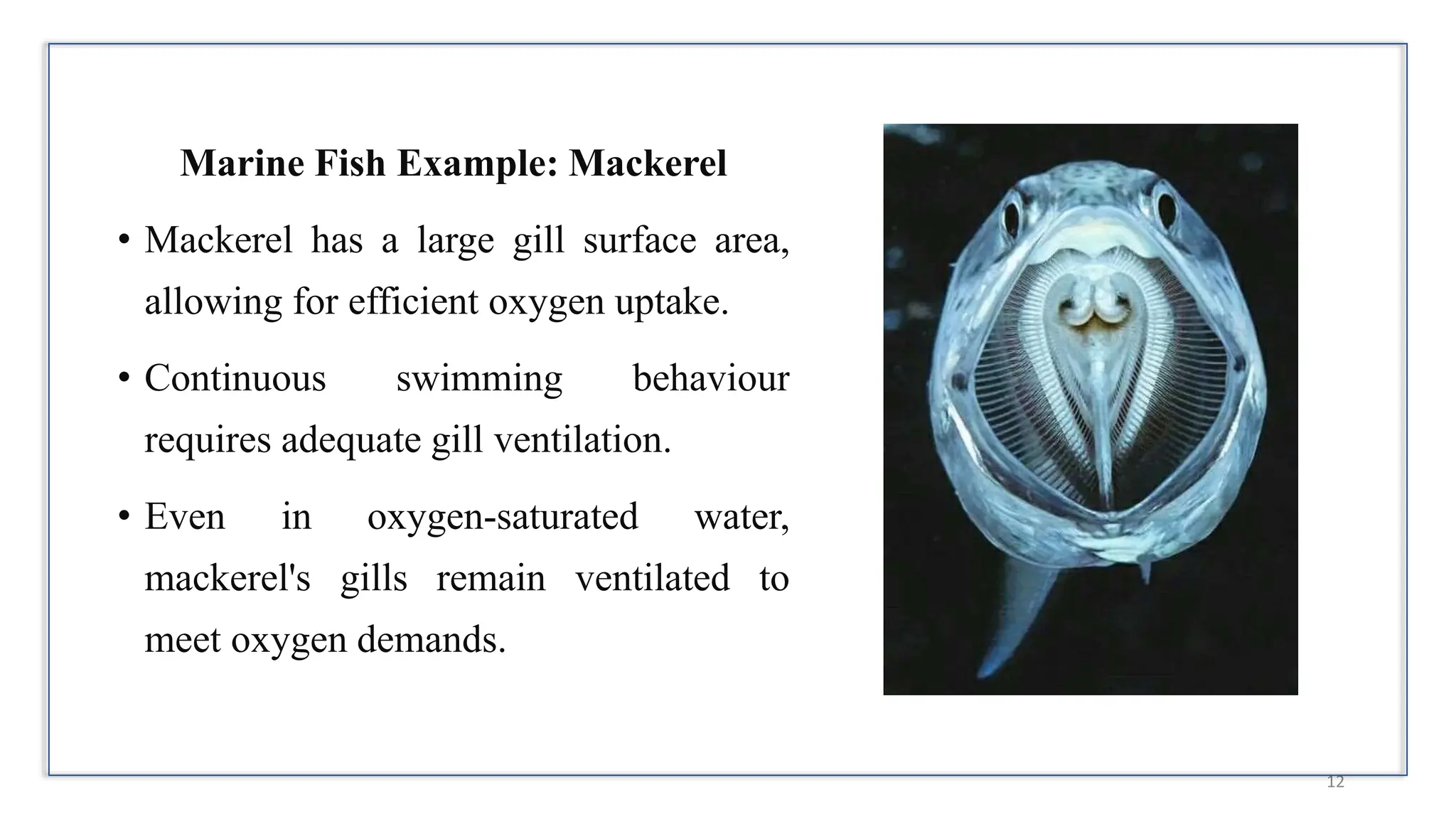 Gas Exchange Concept, Excretion and Osmoregulation in Fish and ...