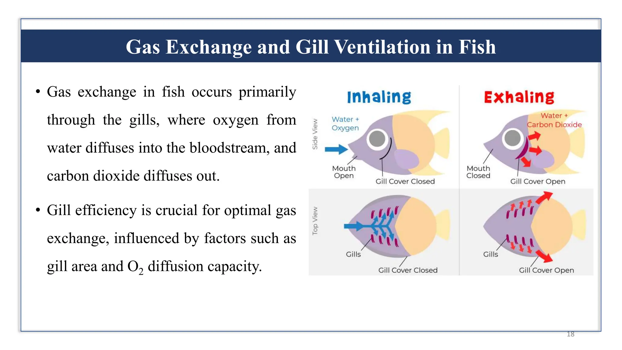 Gas Exchange Concept, Excretion and Osmoregulation in Fish and ...