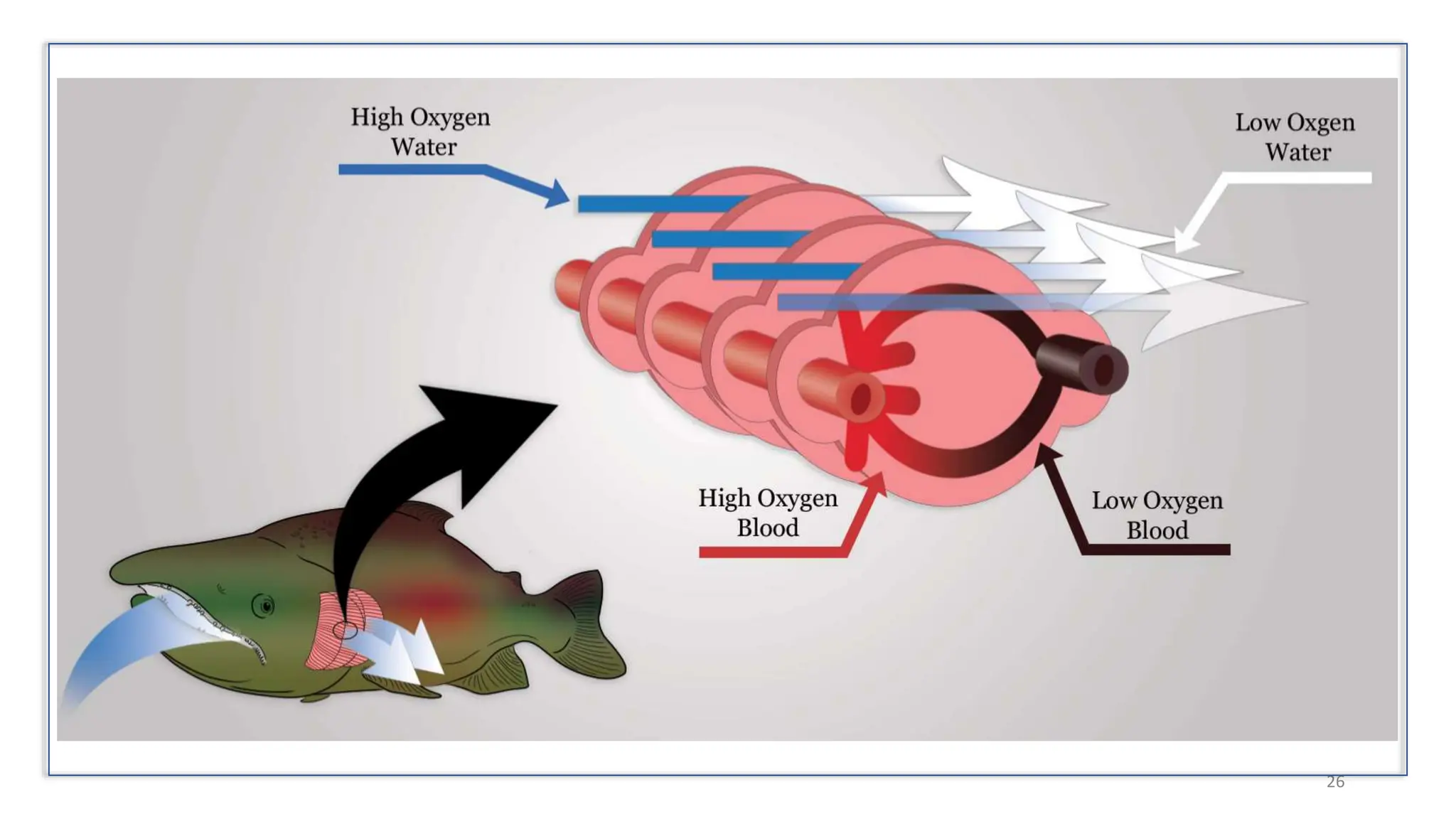Gas Exchange Concept, Excretion and Osmoregulation in Fish and ...