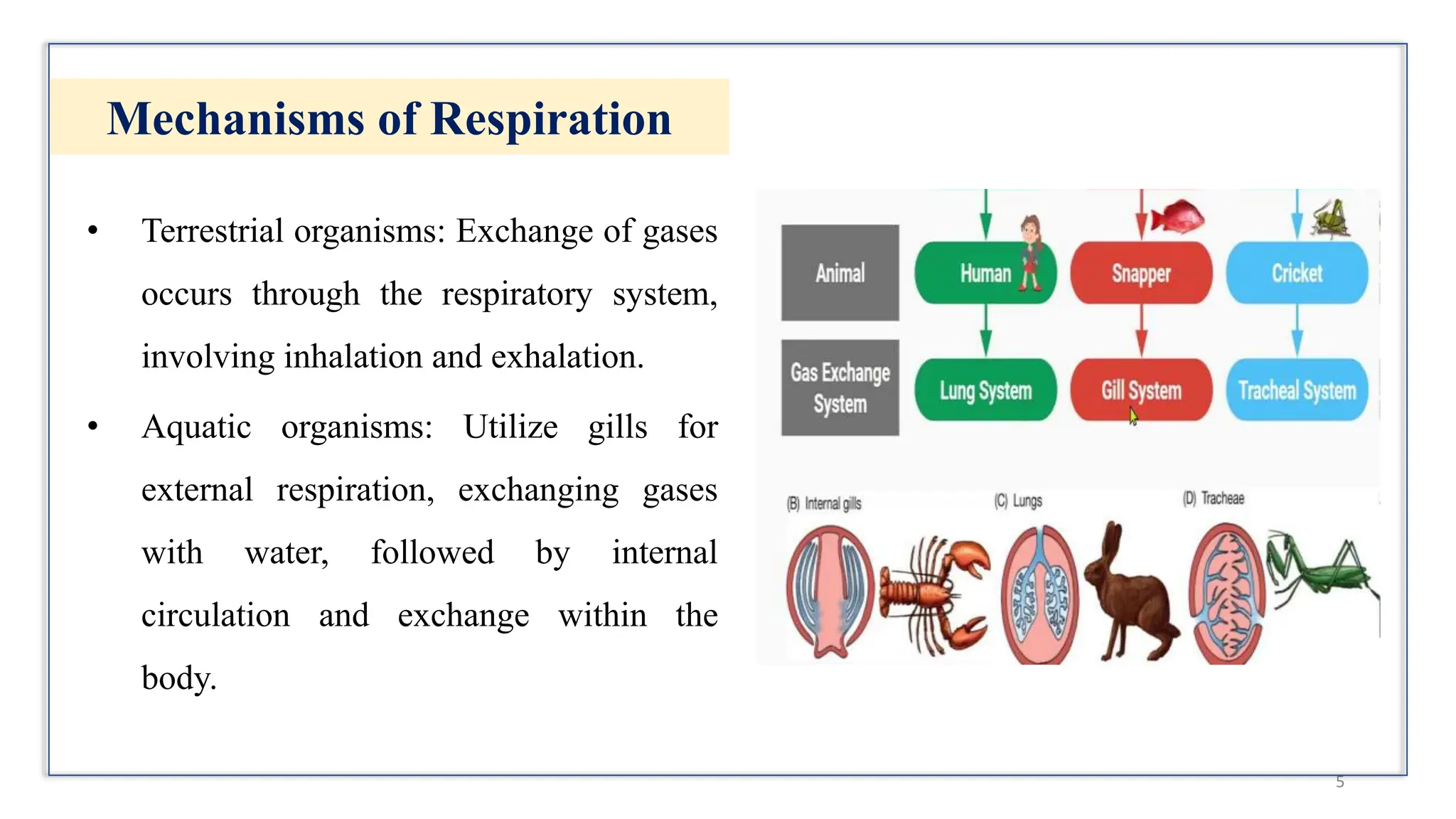 Gas Exchange Concept, Excretion and Osmoregulation in Fish and ...