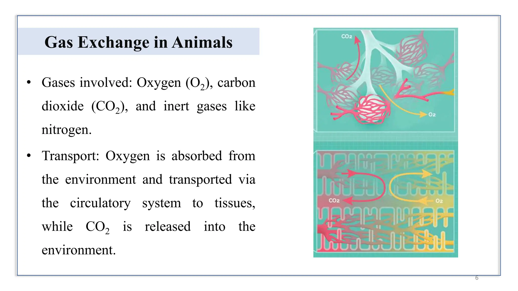 Gas Exchange Concept, Excretion and Osmoregulation in Fish and ...