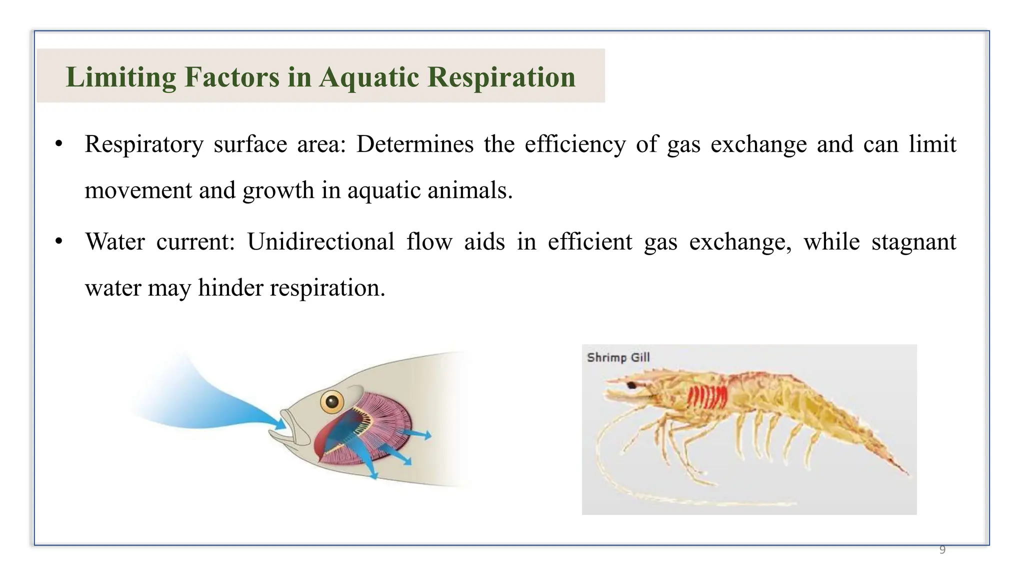Gas Exchange Concept, Excretion and Osmoregulation in Fish and ...