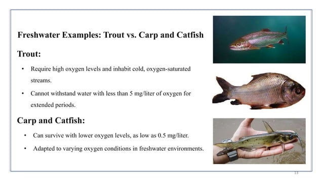 Gas Exchange Concept, Excretion and Osmoregulation in Fish and ...