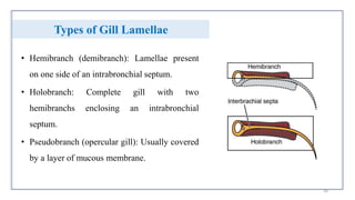 Gas Exchange Concept, Excretion and Osmoregulation in Fish and ...