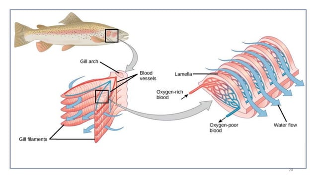 Gas Exchange Concept, Excretion and Osmoregulation in Fish and ...