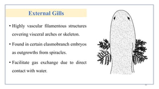 Gas Exchange Concept, Excretion and Osmoregulation in Fish and ...
