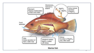 Gas Exchange Concept, Excretion and Osmoregulation in Fish and ...