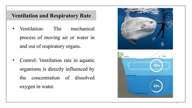 Gas Exchange Concept, Excretion and Osmoregulation in Fish and ...