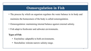Gas Exchange Concept, Excretion and Osmoregulation in Fish and ...