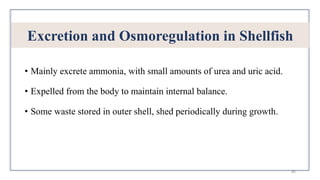 Gas Exchange Concept, Excretion and Osmoregulation in Fish and ...