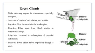 Gas Exchange Concept, Excretion and Osmoregulation in Fish and ...