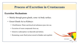 Gas Exchange Concept, Excretion and Osmoregulation in Fish and ...