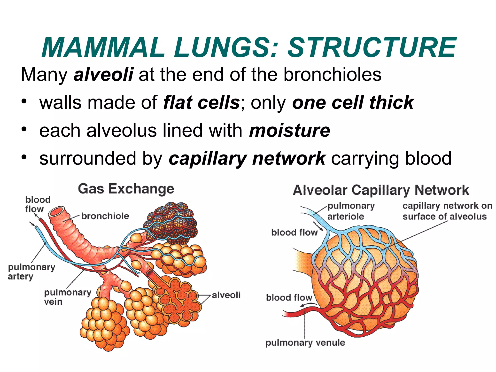 Gas exchange in animals by madeleine | PPT