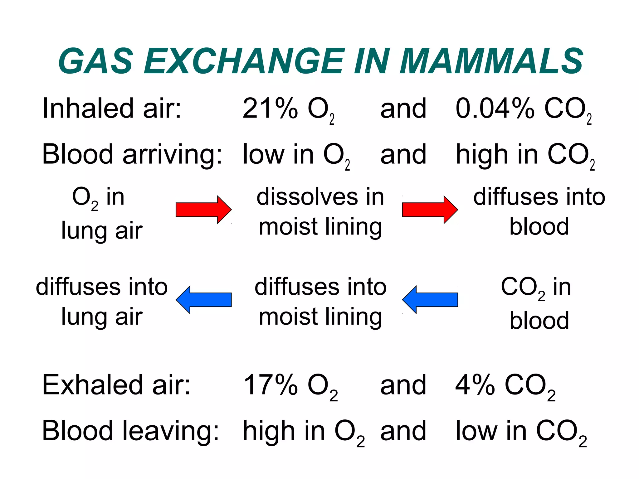 Gas exchange in animals by madeleine | PPT
